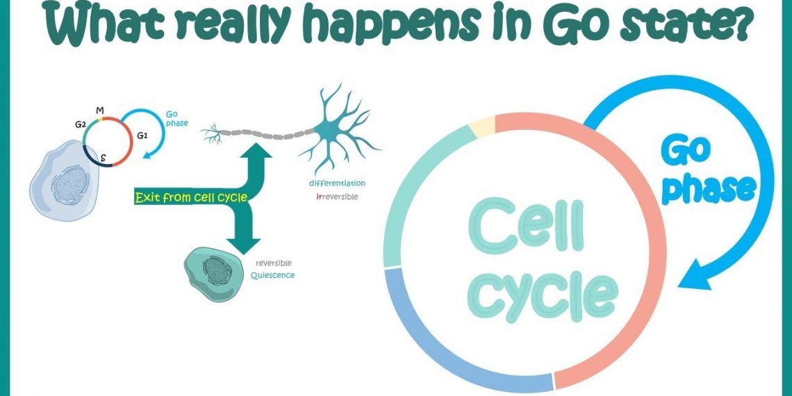 G0 to G1 - What Happens When a Cell Transitions From G0 to G1?